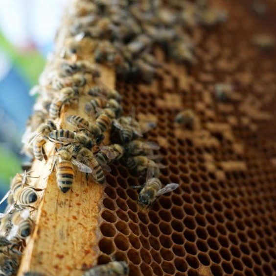 Alumni | Cornell University College of Veterinary Medicine