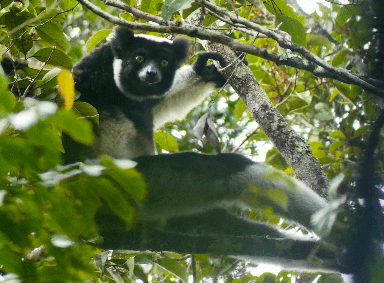 Student blog: The weird and wonderful world of Eupleridae in Madagascar ...