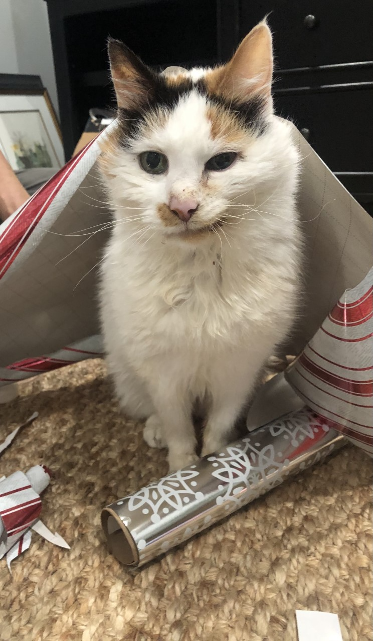 Neurology & Neurosurgery | Cornell University College of Veterinary ...