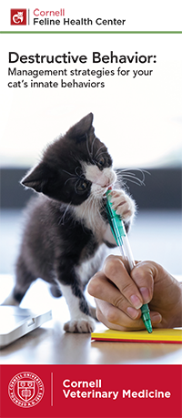 Cornell Feline Health Center | Cornell University College of Veterinary ...