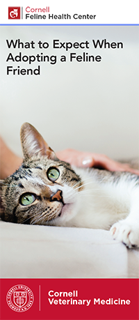 Cornell Feline Health Center | Cornell University College of Veterinary ...