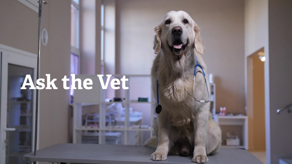 Vet LIVE: How Cornell Cares for Your Pet - Streaming 6/18 | Cornell ...