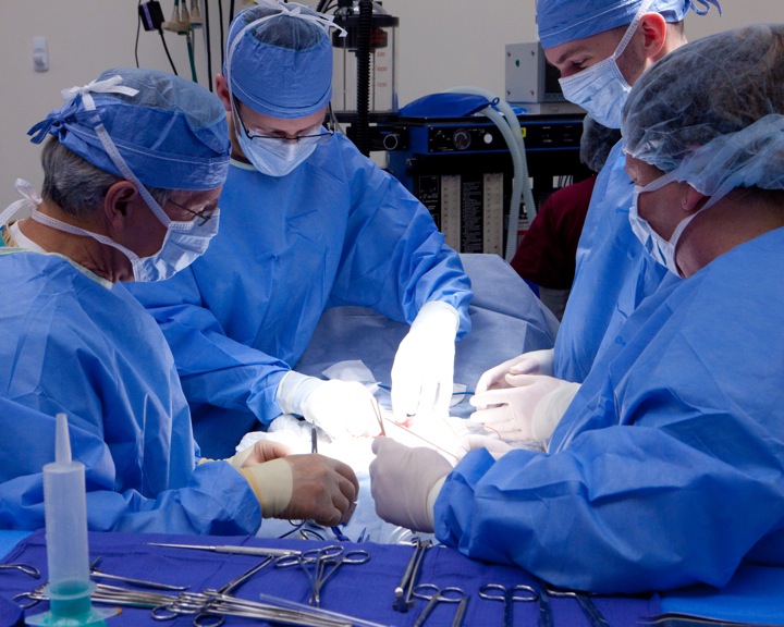 Soft Tissue Surgery | Cornell University College of Veterinary Medicine