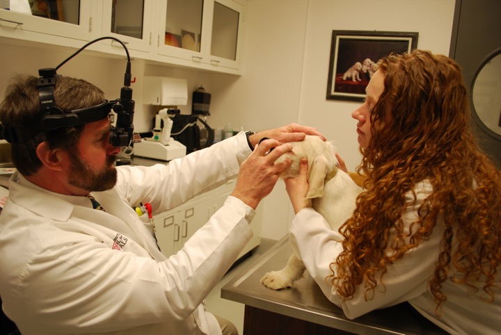 Ophthalmology | Cornell University College of Veterinary Medicine Ophthalmology | Cornell University College of Veterinary Medicine