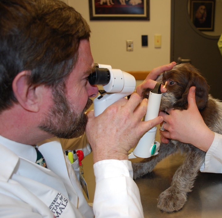 Ophthalmology | Cornell University College of Veterinary Medicine Ophthalmology | Cornell University College of Veterinary Medicine