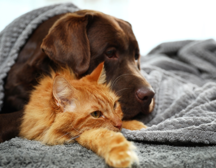 Cornell Feline Health Center | Cornell University College of Veterinary ...