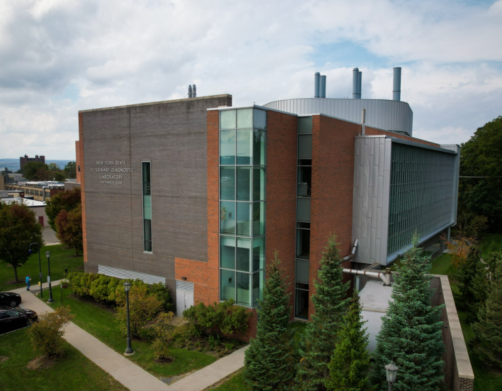 Impact | Cornell University College of Veterinary Medicine