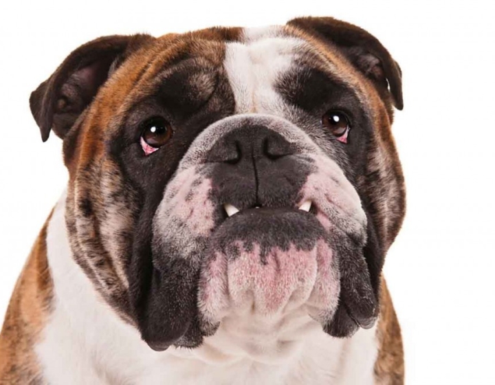 RECOVER Initiative unveils major updates to veterinary CPR guidelines ...