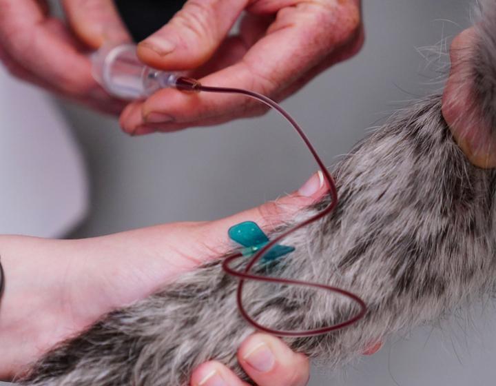 Small Animal Community Practice | Cornell University College of ...