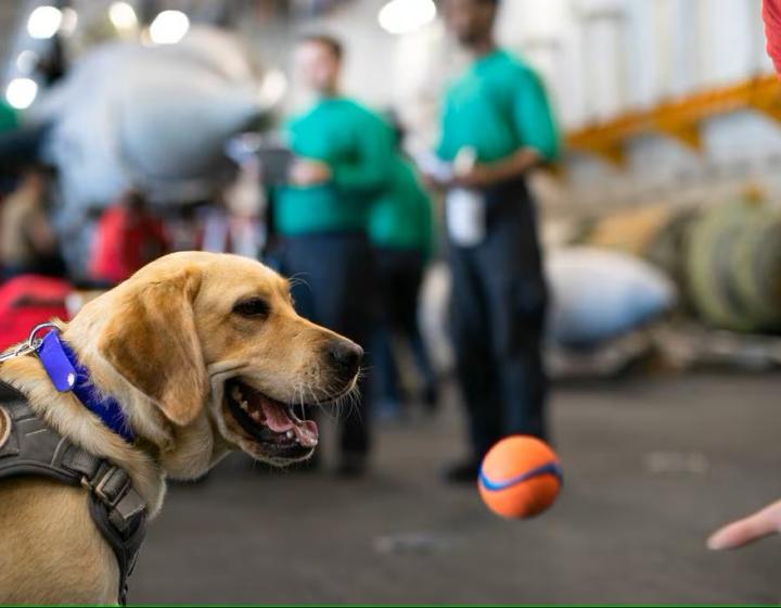 Duffield Institute for Animal Behavior | Cornell University College of ...