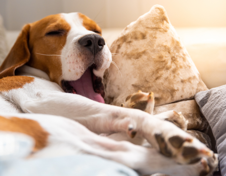 Duffield Institute for Animal Behavior | Cornell University College of ...