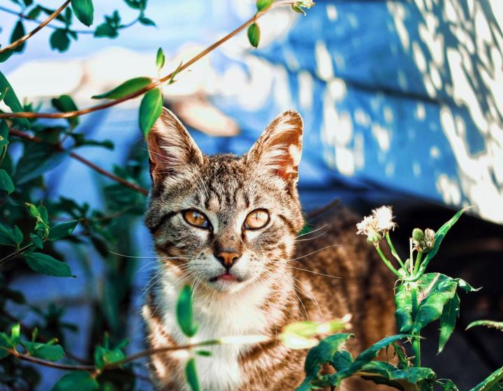 Cornell Feline Health Center | Cornell University College of Veterinary ...