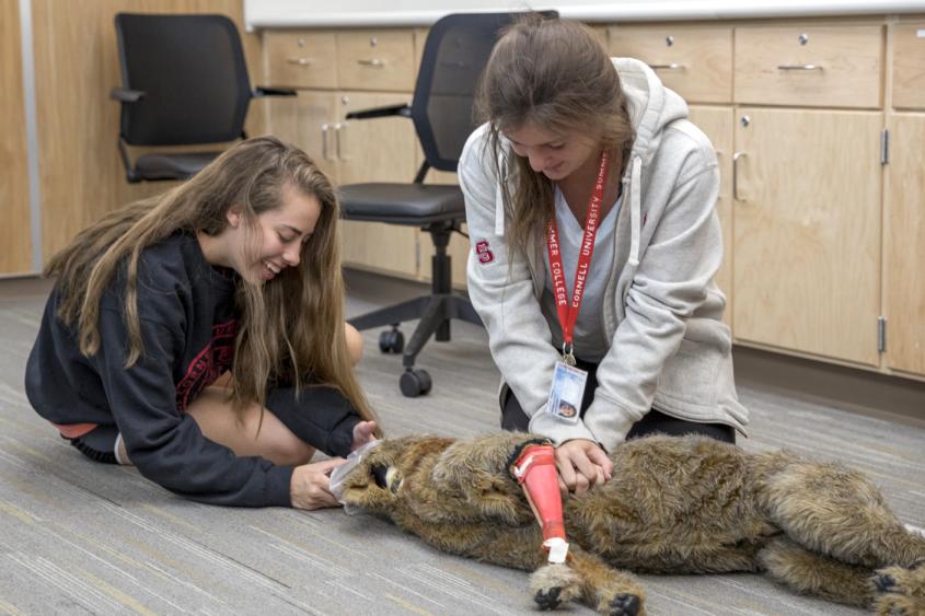Veterinary Adventures High School Students Explore Veterinary Medicine Veterinary Adventures High School Students Explore Veterinary Medicine