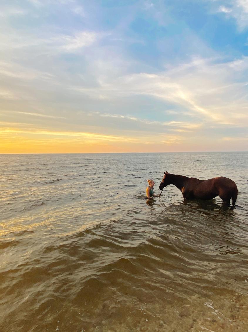 Cornell Ruffian veterinarians save older horse from severe colic ... Cornell Ruffian veterinarians save older horse from severe colic ...